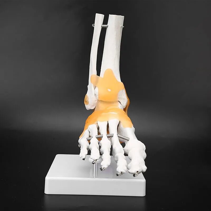 Модель скелета голеностопного сустава человека Bone / Модель стопы человека 1:1