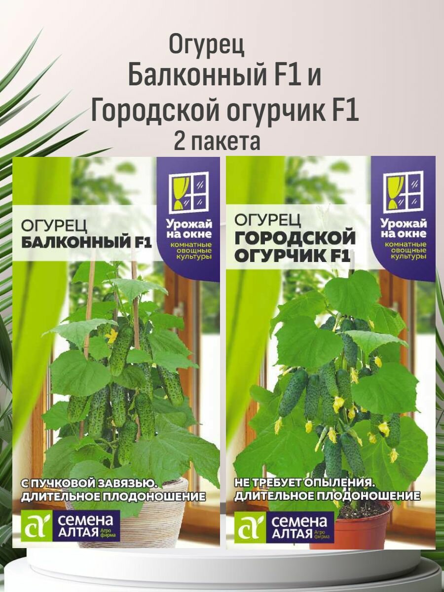 Огурец Балконный F1 и Городской огурчик F1 2 пакета