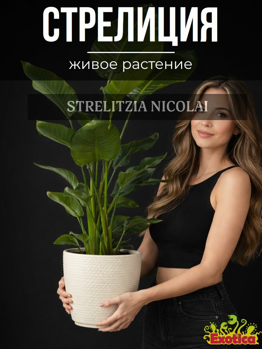 Стрелиция Николая (Strelitzia Nicolai) D12см, комнатный цветок