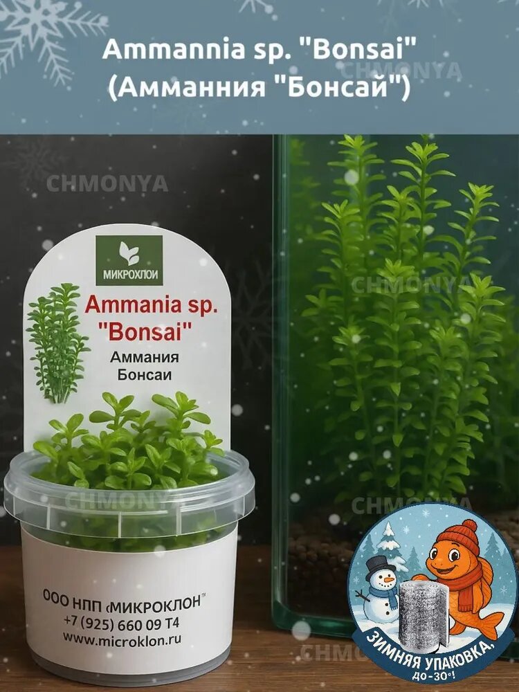 Меристемное растение "Аммания "Бонсай" (Ammannia sp. "Bonsai) живое аквариумное растение