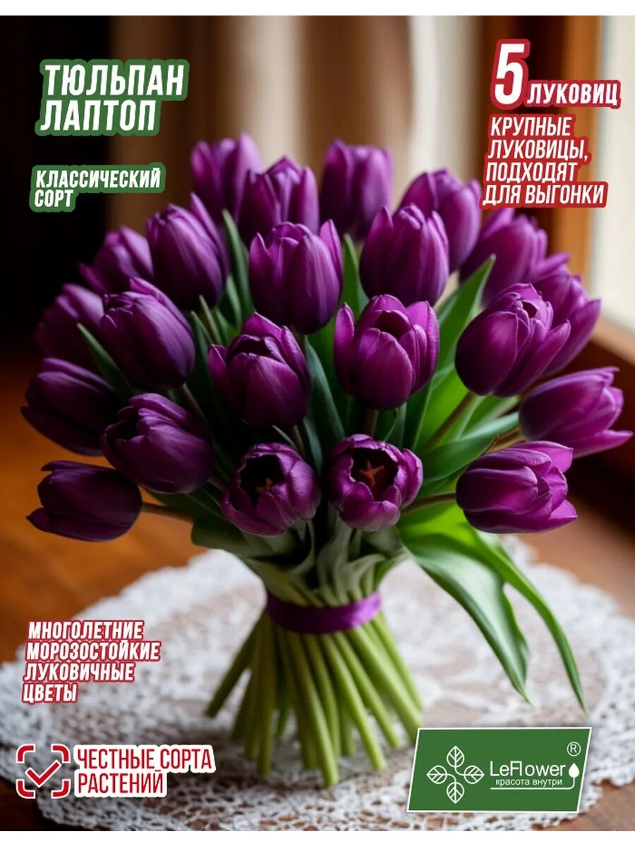 Тюльпан Луковица, Лаптоп, 5 шт крупные