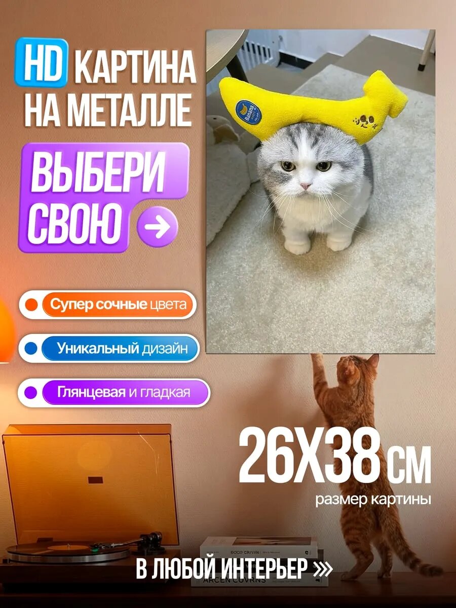 Картина на HD металле Кот с бананом