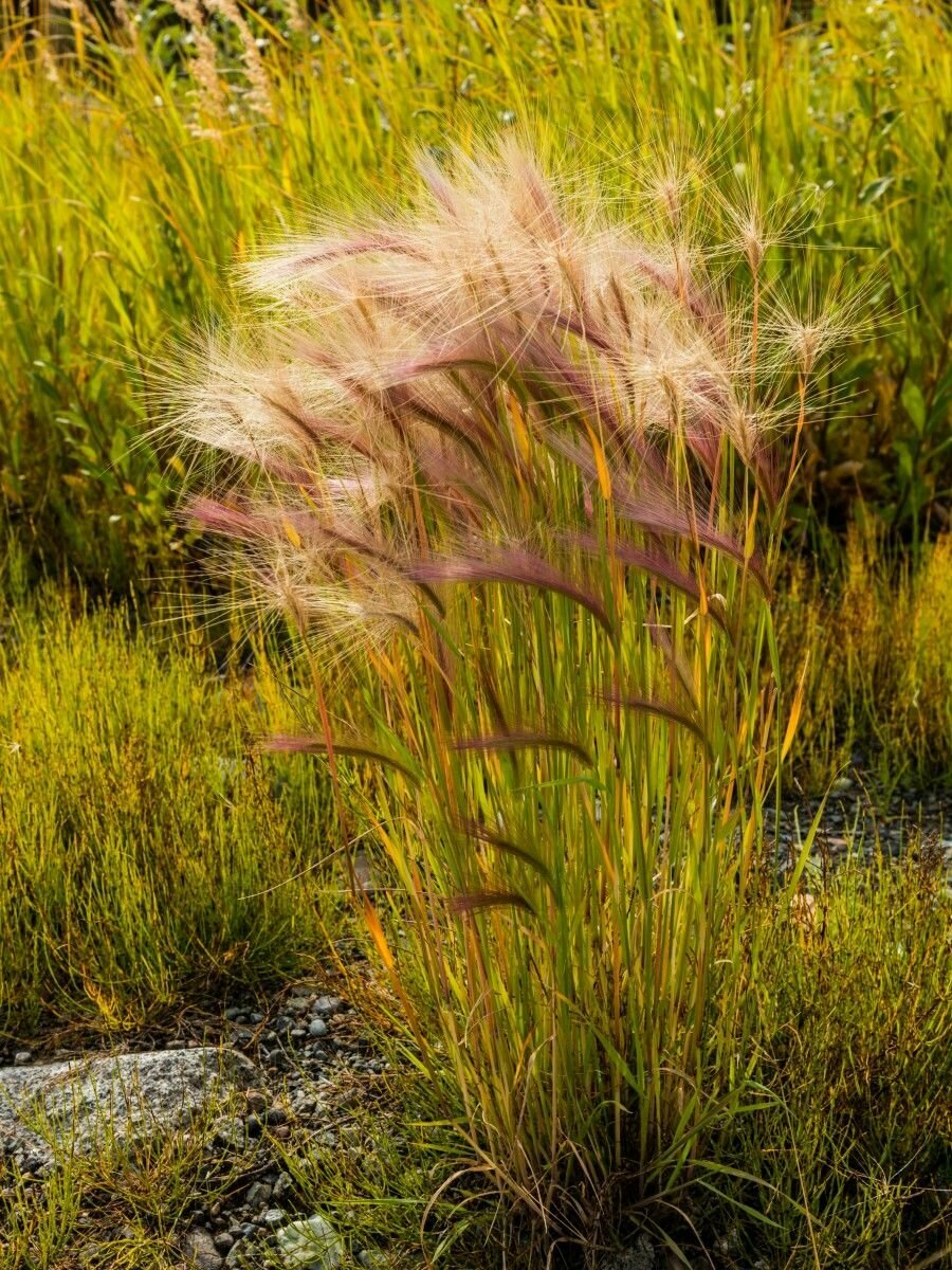 Семена Ячмень гривастый (Hordeum jubatum), 20 штук