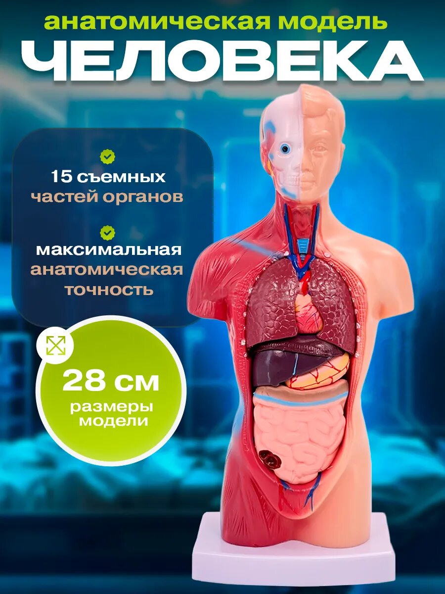 Анатомическая модель человека разборная торс 28 см Детали съемные