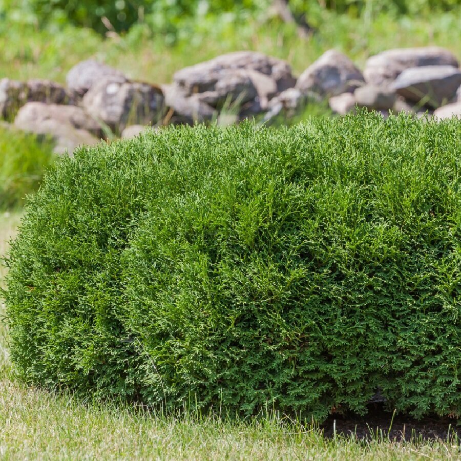 Семена Deodar SEEDS COMPANY Плосковеточник восточный 50 шт.