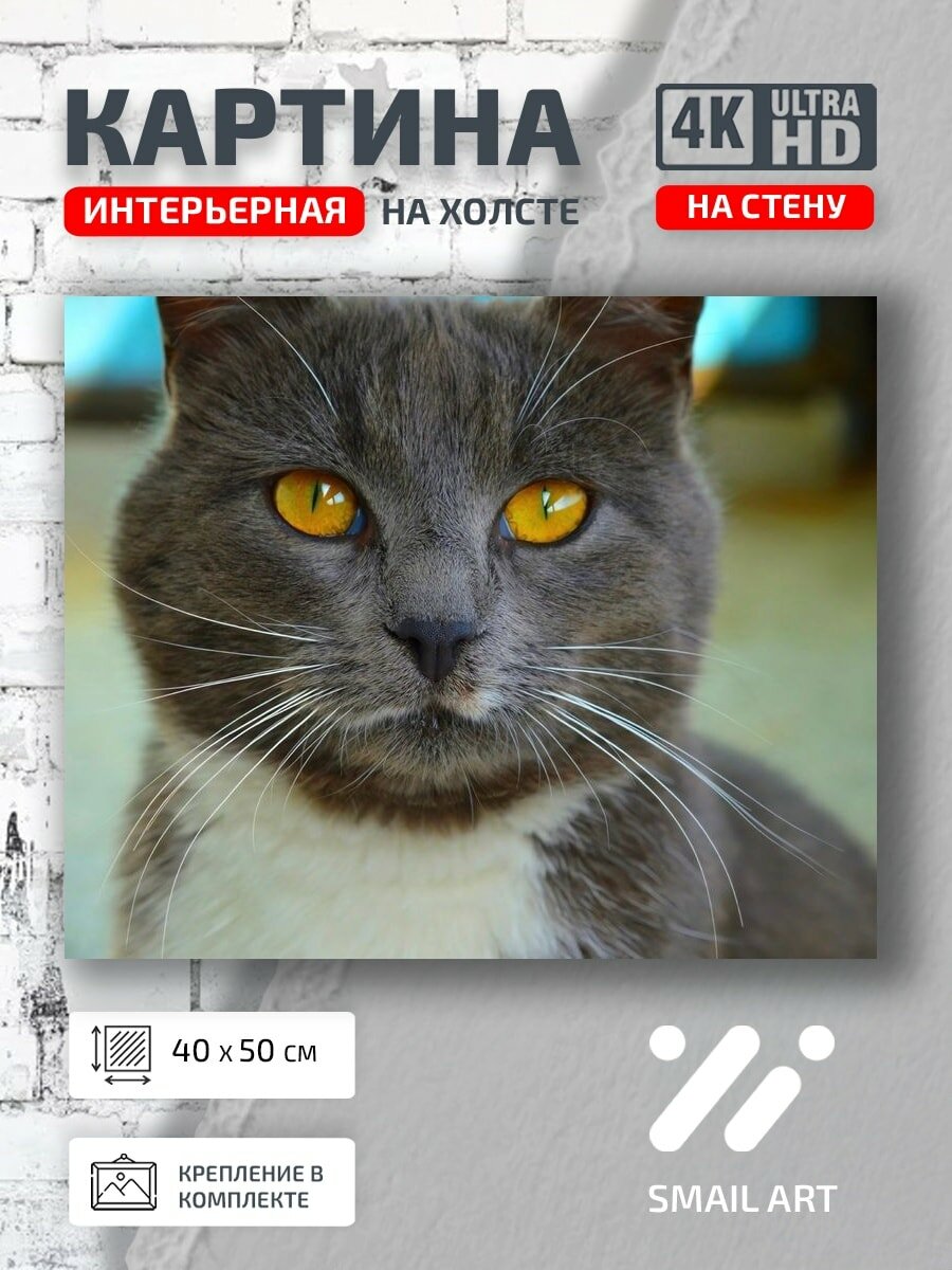 Картина на холсте интерьерная 40 на 50 на стену Животные Кошка для гостиной атмосфера