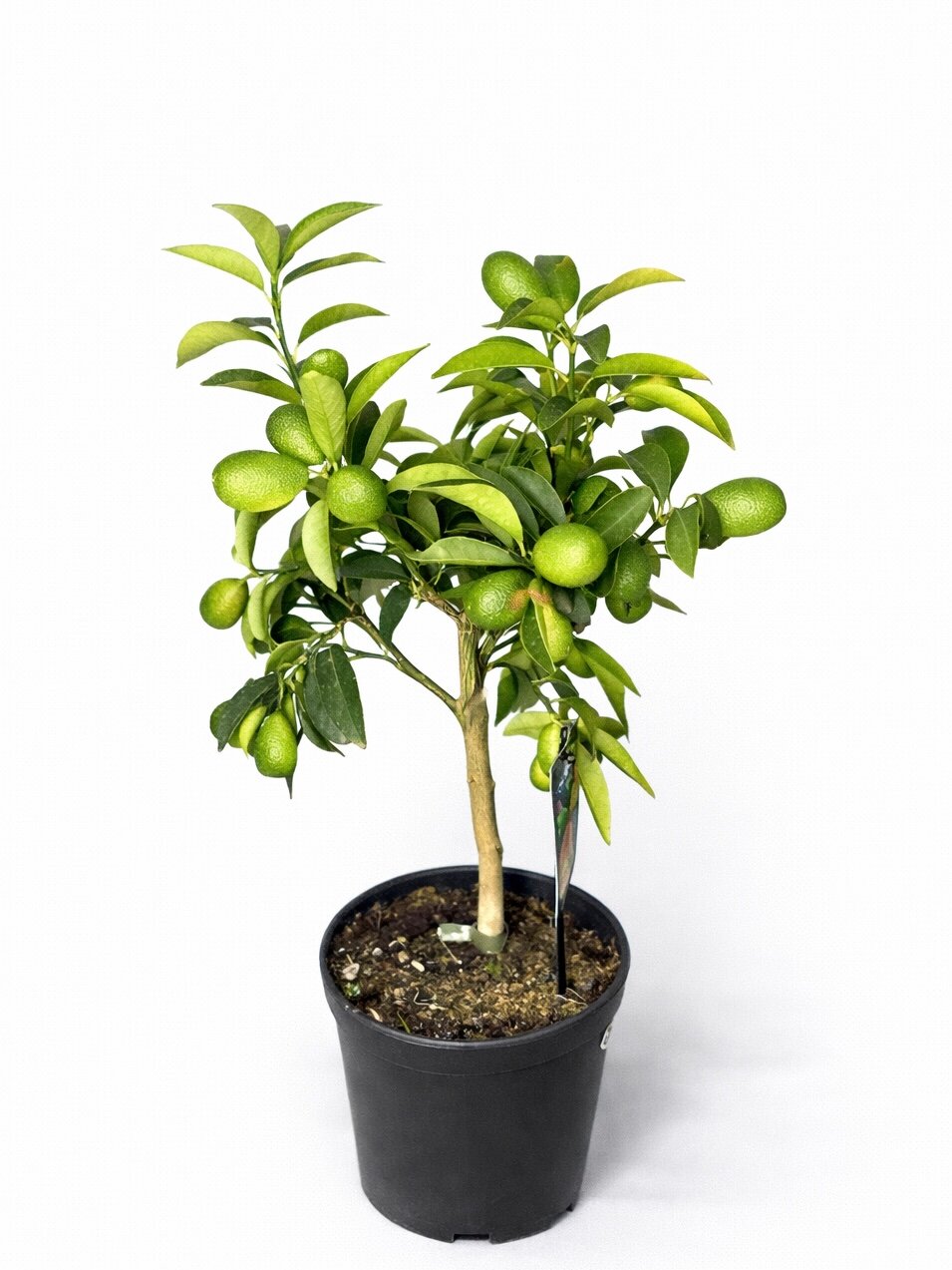 Кумкват (Fortunella margarita) 15см