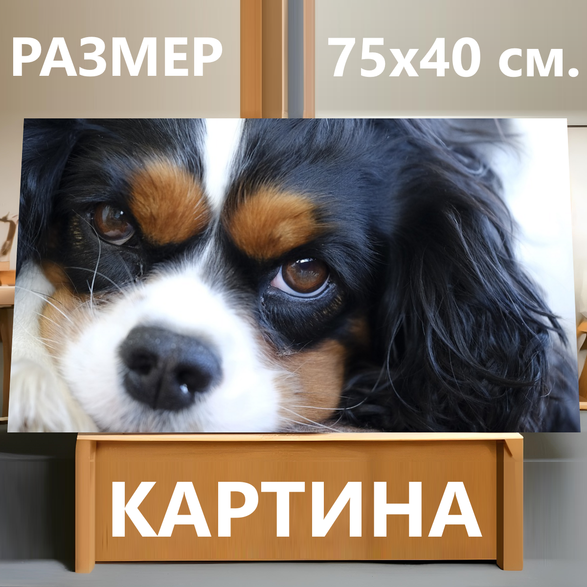 Картина на холсте "Кавалер кинг чарльз, кавалер кинг чарльз спаниель, спаниель" на подрамнике 75х40 см. для интерьера