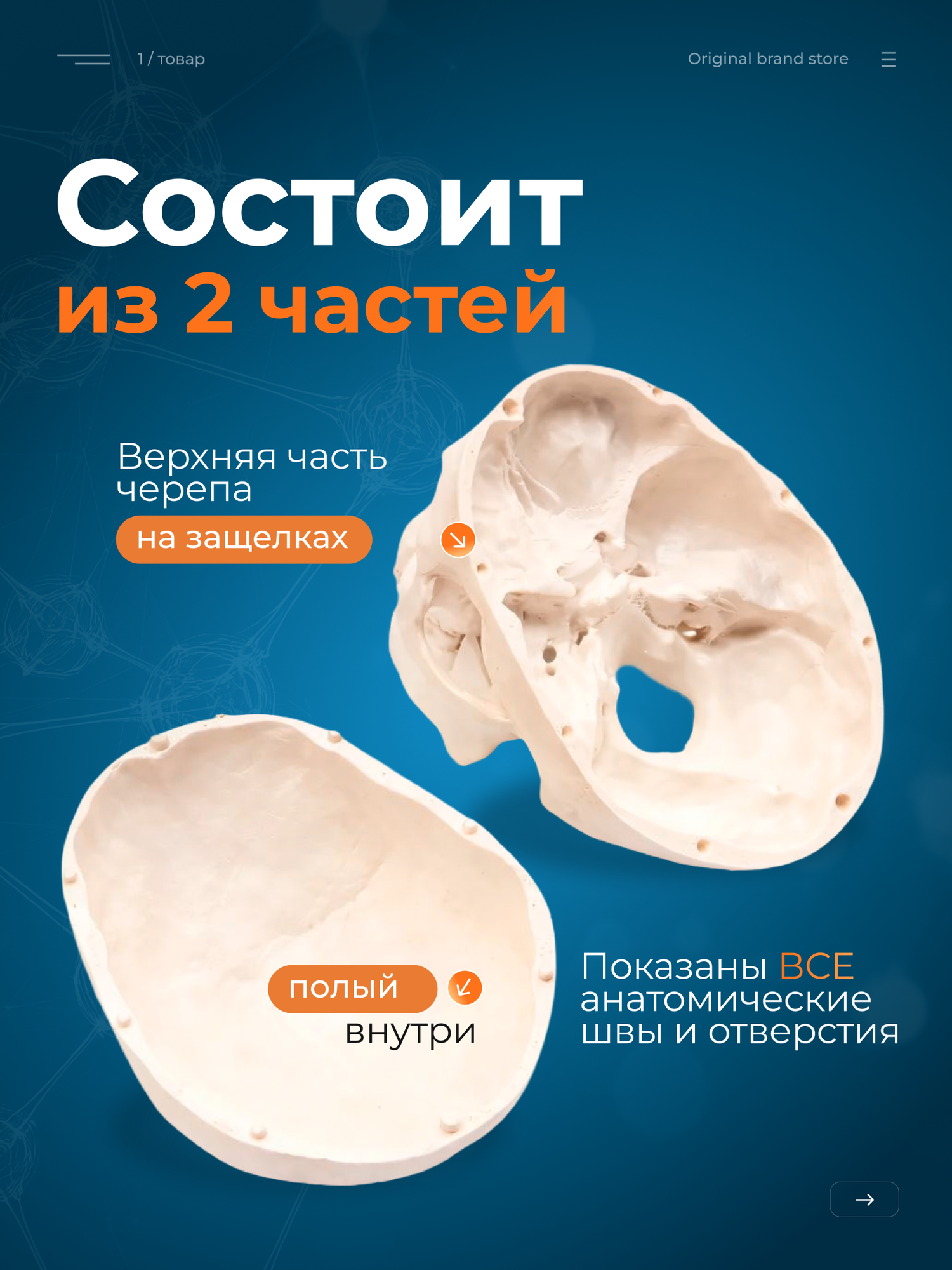 Модель черепа "Bone", разборная, 1:1, анатомическая, поливинилхлорид — фото 1