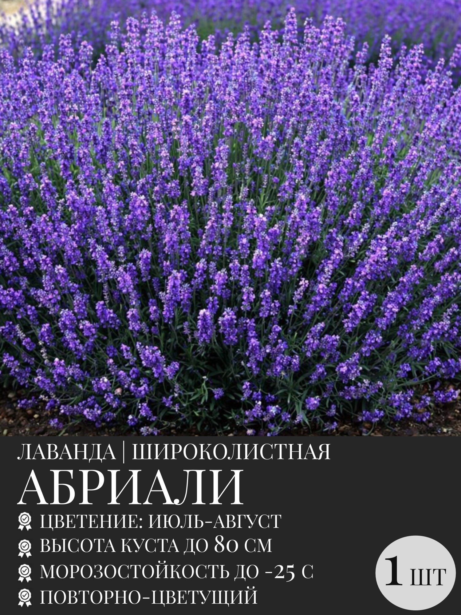 Лаванда ароматная сорта "Абриали", 1 шт, широколистная, морозостойкая
