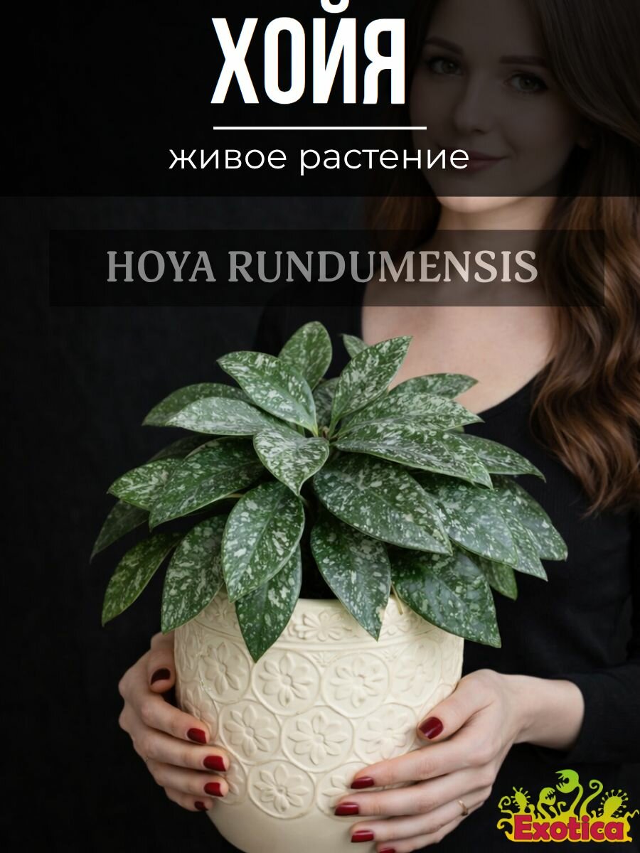 Хойя Рундуменсис Сплэш (Hoya Rundumensis Splash) D12см, домашнее растение