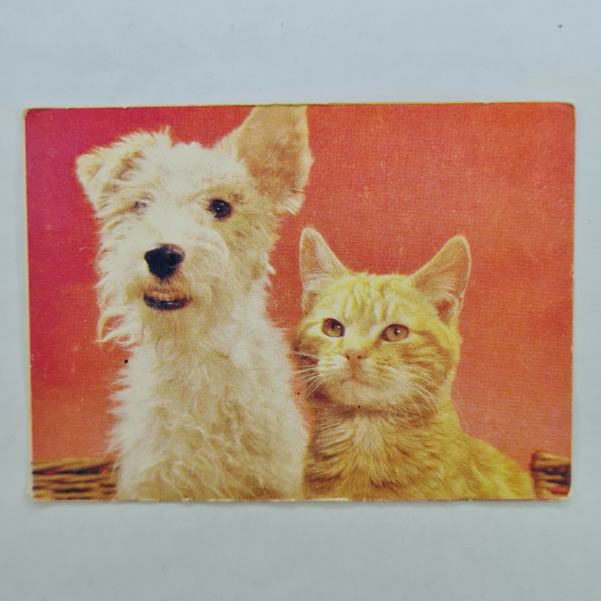 Карманный календарик СССР 1990. Собака и рыжий кот, домашние животные. Советский календарь