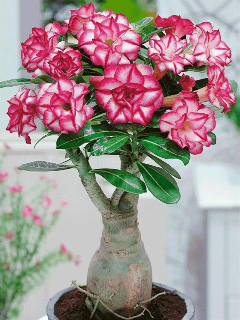 Адениум Обесум Микс, Семена, 5 шт, семена комнатных растений, семена цветов