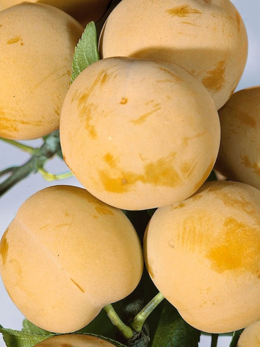 Слива "Медовая", морозостойкая, многолетнее, высокоурожайная, желтая