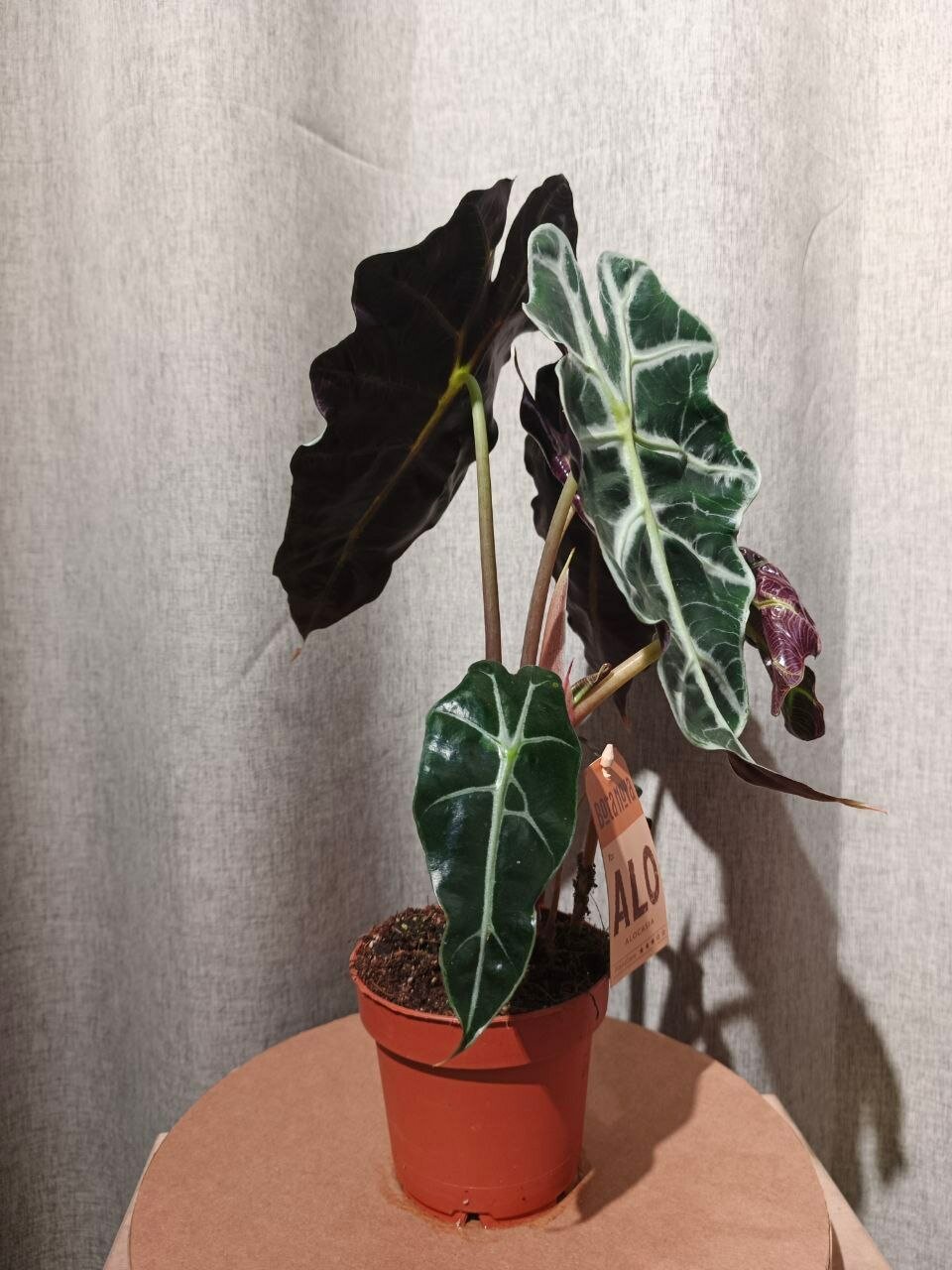 Комнатное растение Алоказия "Цветочная Лавка", высота 40см, Botanova