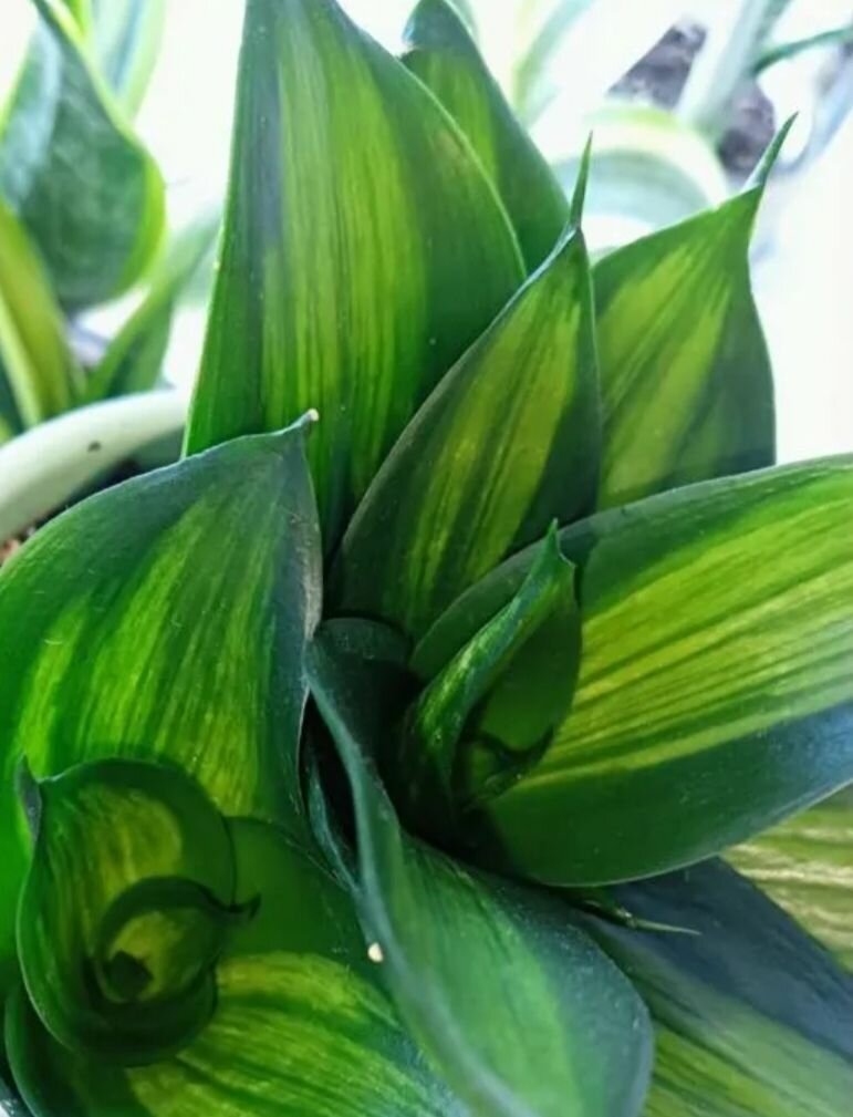 Сансевиерия Ханни Грин Мулд Медиопикта Sansevieria Green mould mediopicta — фото 1
