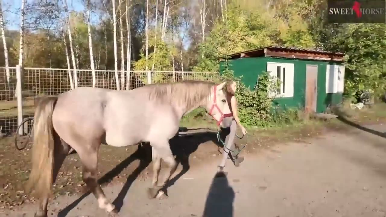 Чумбур для лошади — фото 1
