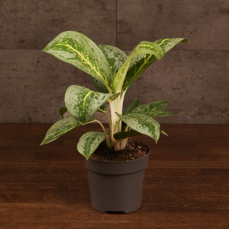 Комнатное растение LuxuryPlants Аглаонема Сильвер Фрост 30/12