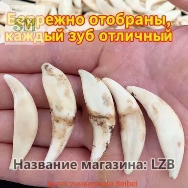 Славянский оберег Волчий Клык магический кулон амулет Зуб Волка4.0 4.4cm