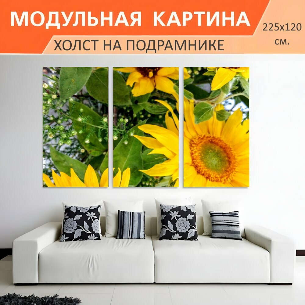 Модульная картина на холсте "Солнечные подсолнухи Красивые подсолнухи на солнце. растение цветок подсолнечник природа сад" триптих на подрамнике 225х120 см. для интерьера