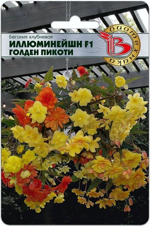 Семена бегонии БиоТехника Иллюминейшен Голден пикоти, 8 шт