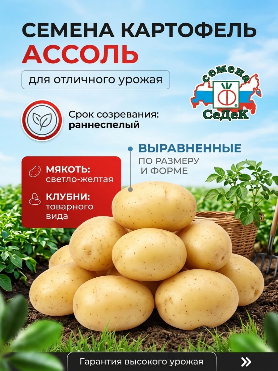 Семена овощей "Картофель Ассоль, 0.02 грамма" от Седек, 1 упаковка