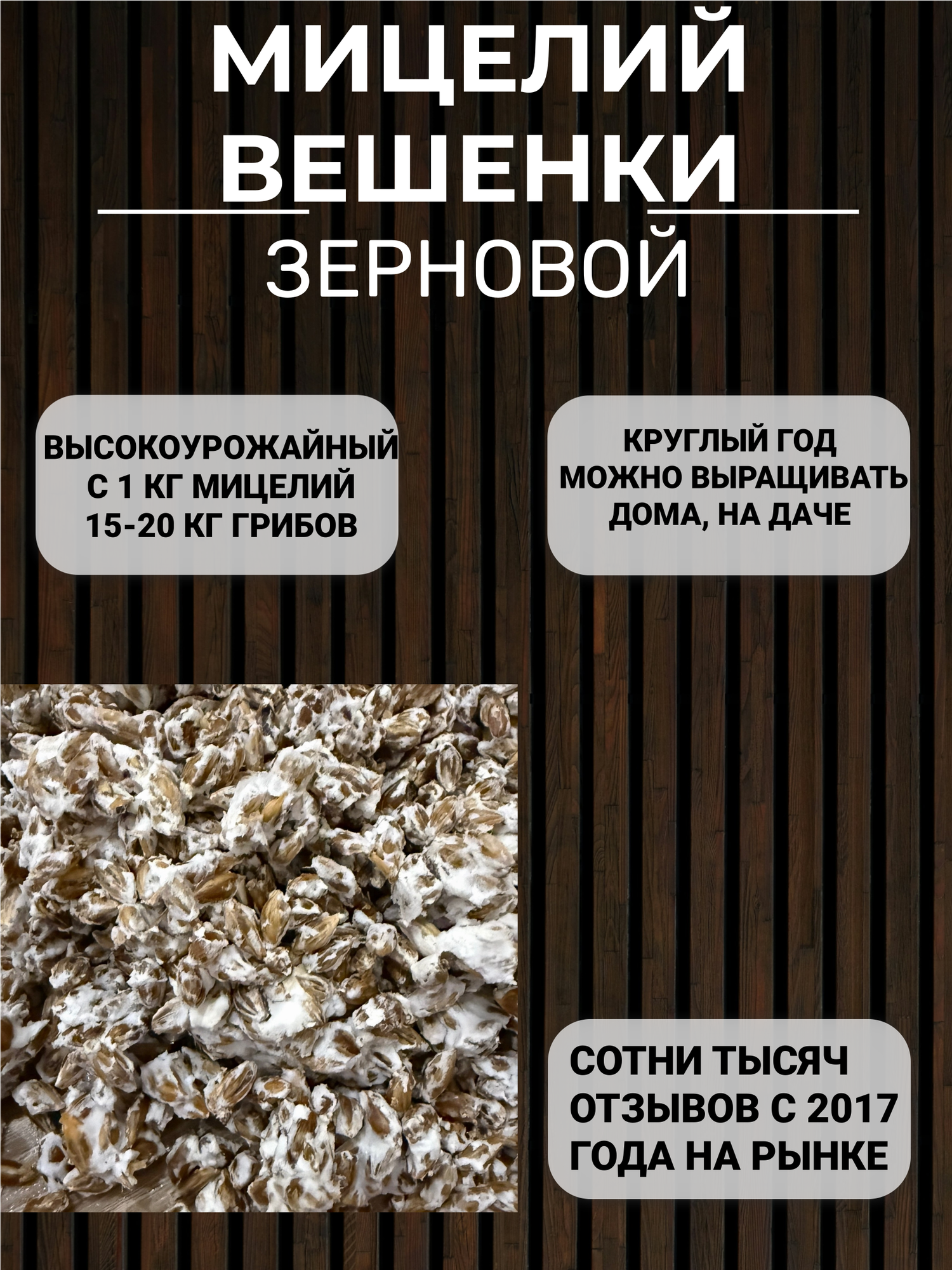 Мицелий вешенки зерновой (штамм М5) - 150 гр.