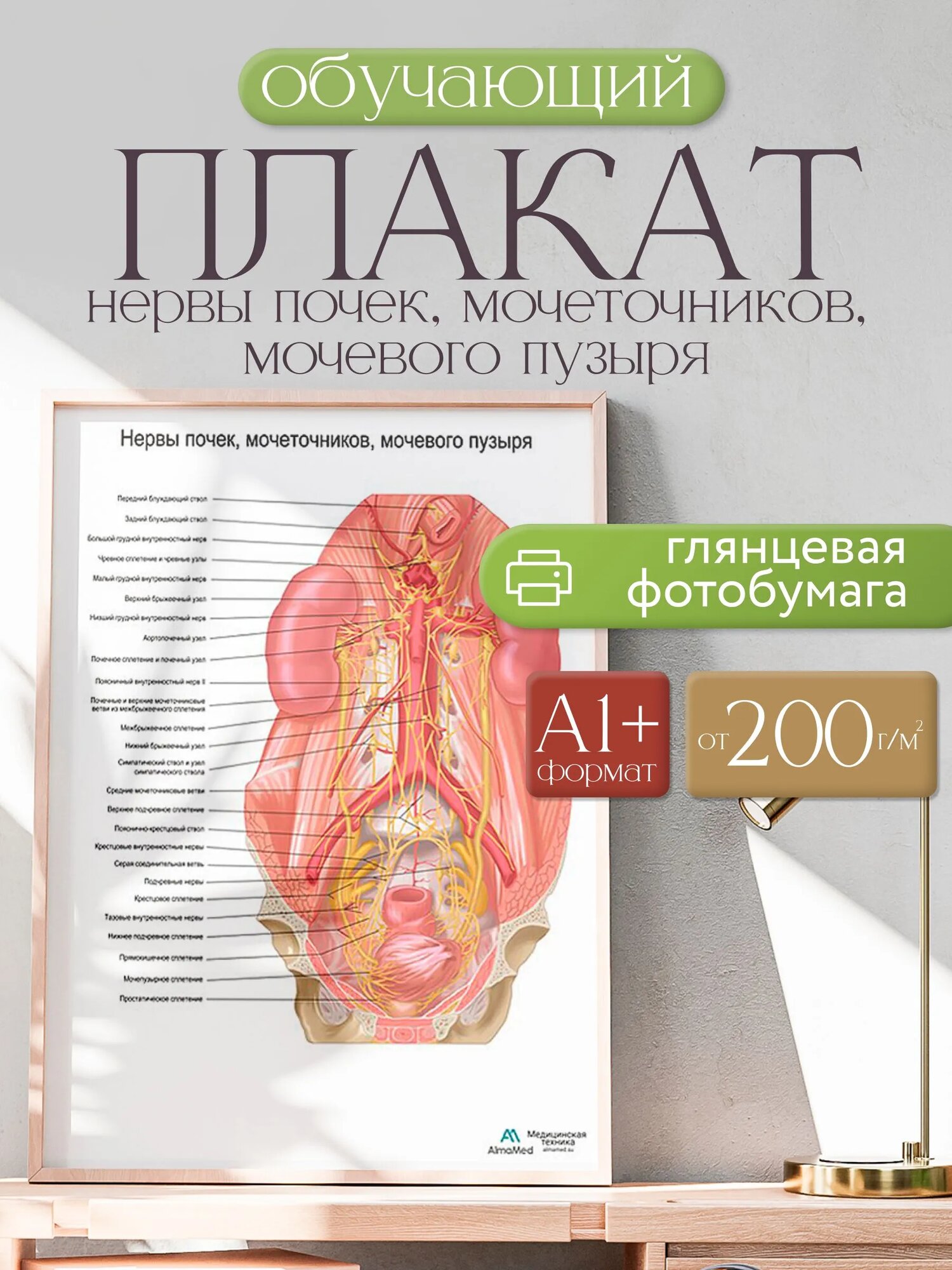 Обучающий плакат "Нервы почек, мочеточников, мочевого пузыря", размер А1+, глянцевая фотобумага от 200г/м2