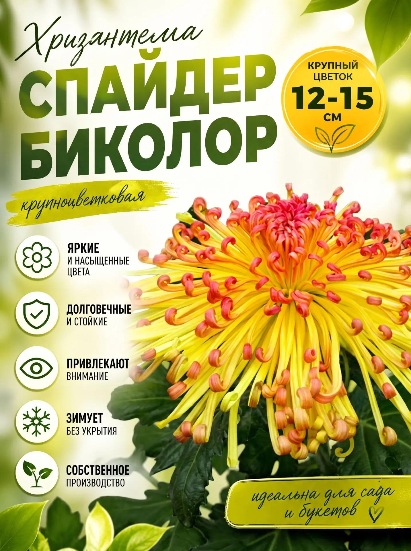 Хризантема «Спайдер Биколор»