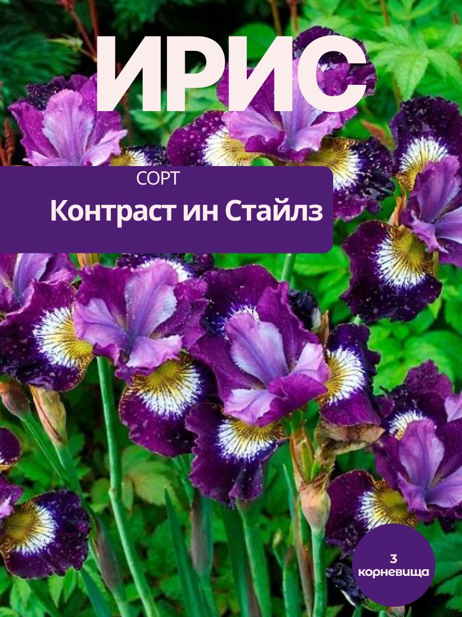 Ирис Контраст ин Стайлз, корневище 3 шт
