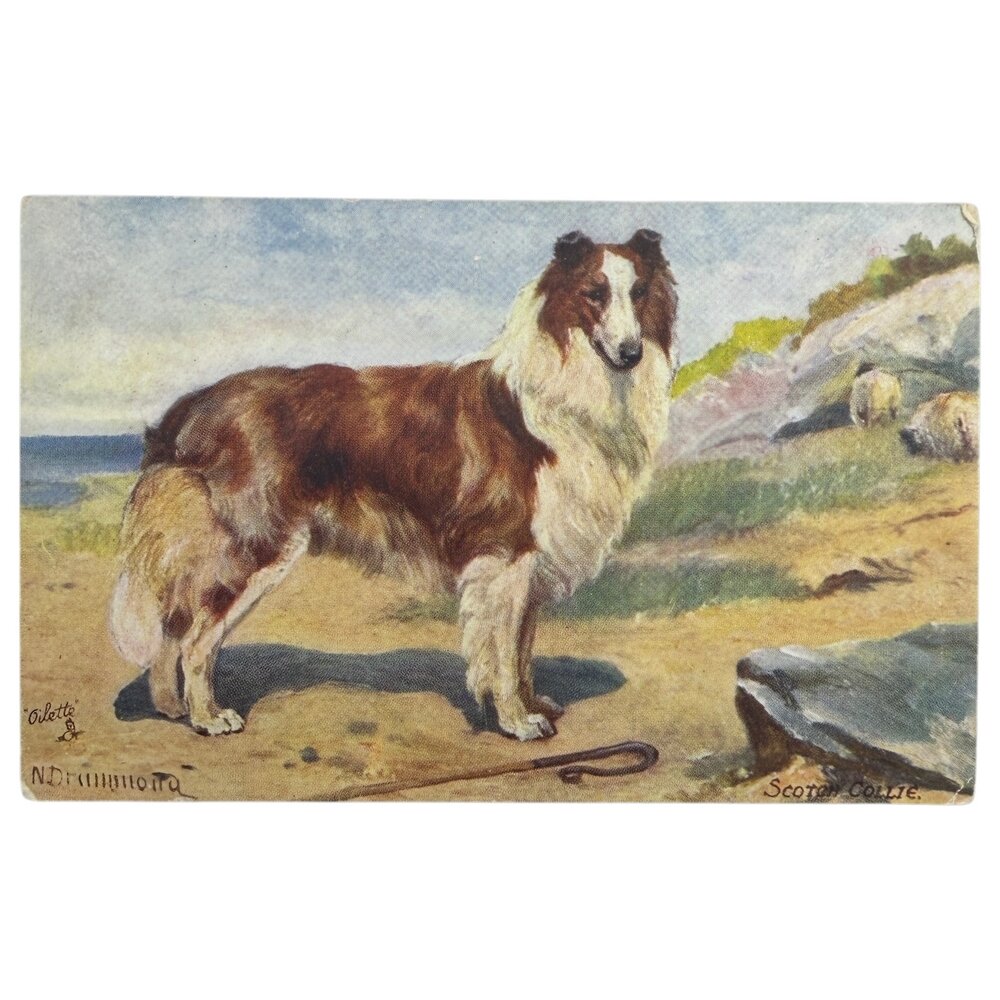 Почтовая открытка "Шотландская колли - Oilette" 1905-1920 гг. Raphael Tuck & Sons, Великобритания