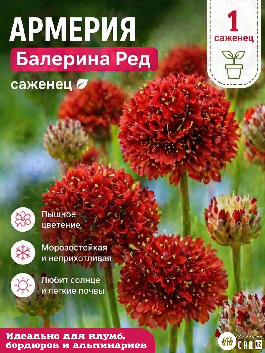 Армерия Балерина Ред