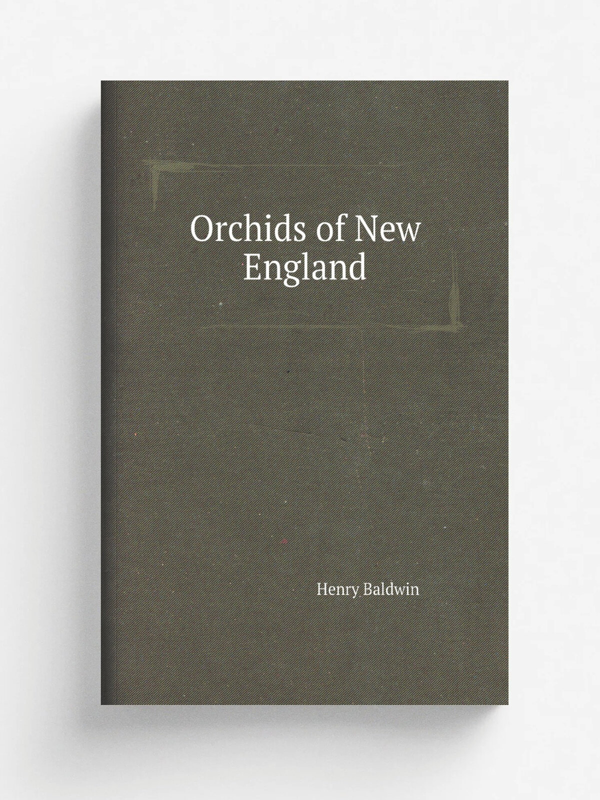 Orchids of New England