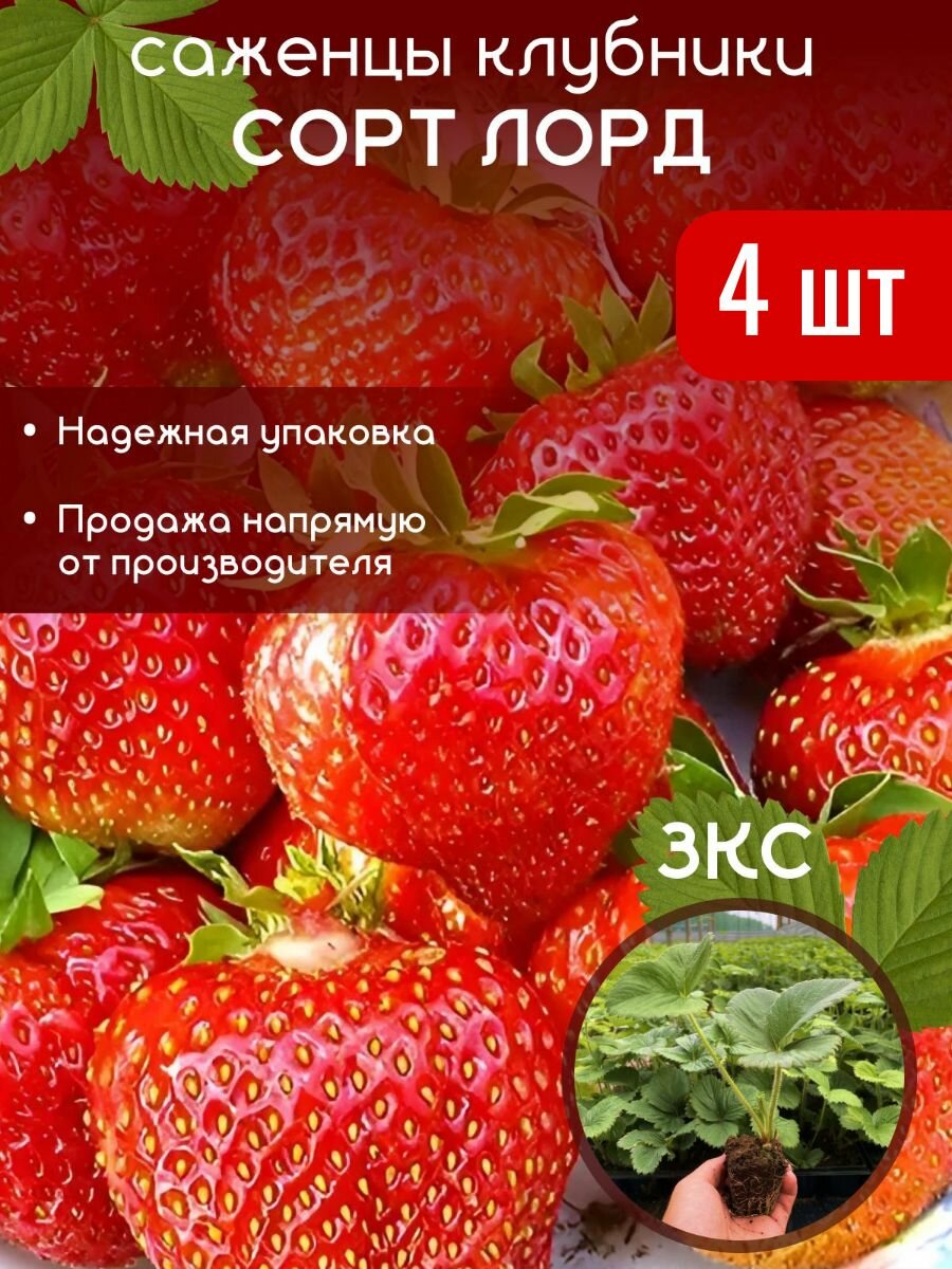 Саженцы клубники Лорд с закрытой корневой системой ЗКС