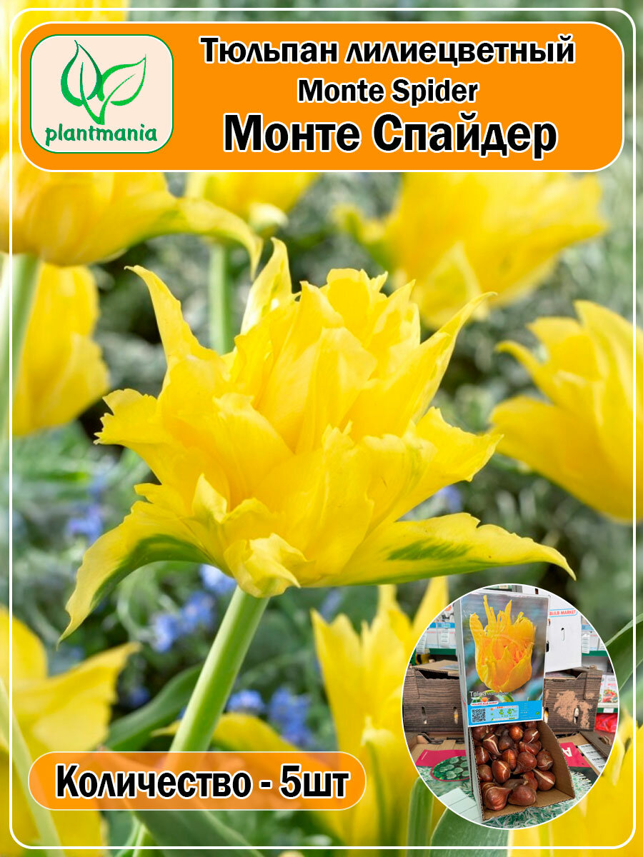 Тюльпан махровый Monte Spider (Монте Спайдер), необычный сорт с махровыми жёлтыми цветками и игольчатыми лепестками