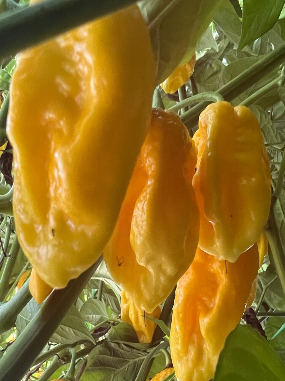 Семена Острый перец Scotch Bonnet yellow (Шотландская шляпа), 10 семян