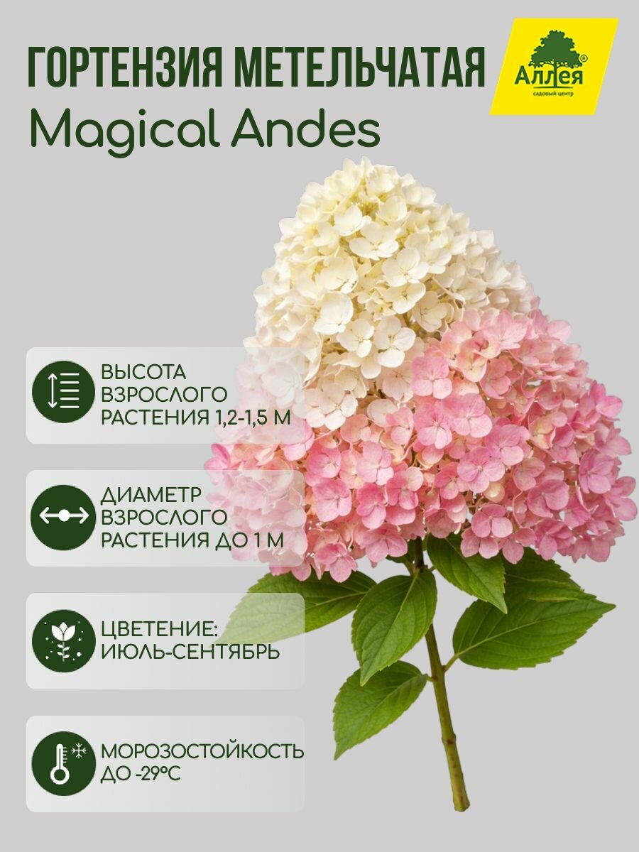 Гортензия метельчатая / Hydrangea paniculata Magical Andes