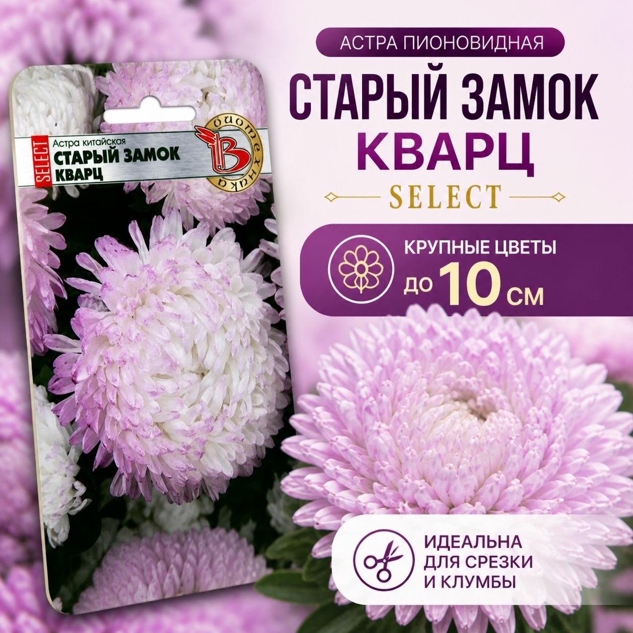 Семена астры пионовидной Старый замок Кварц, крупноцветковая, Биотехника