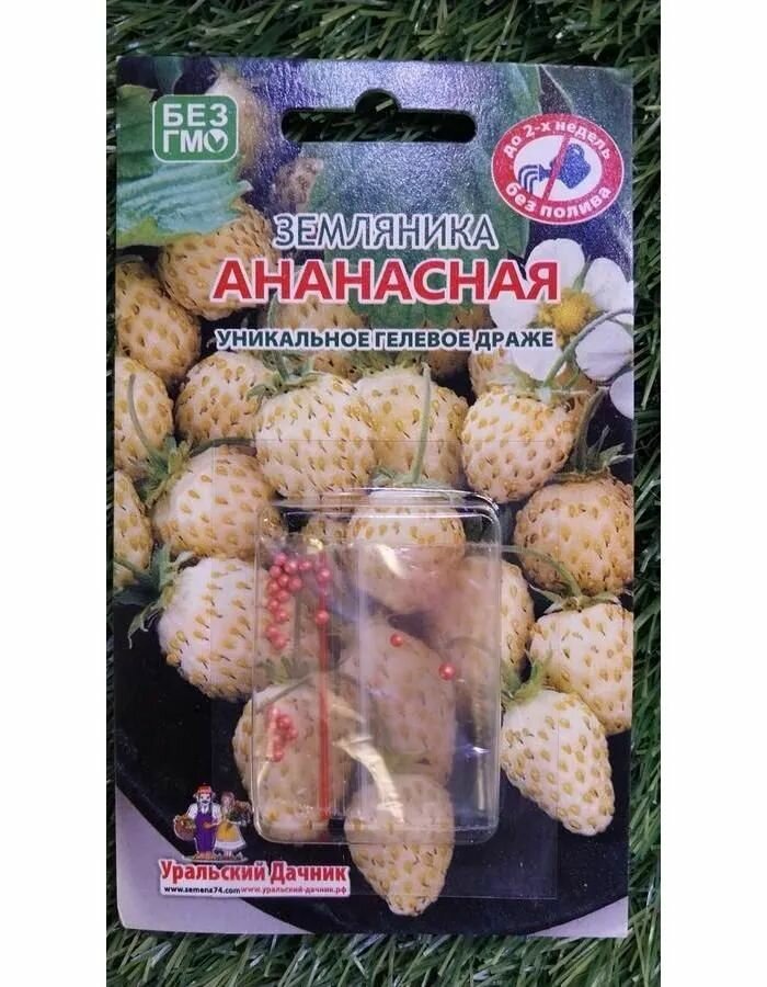 Семена Земляника Ананасная Уральский Дачник