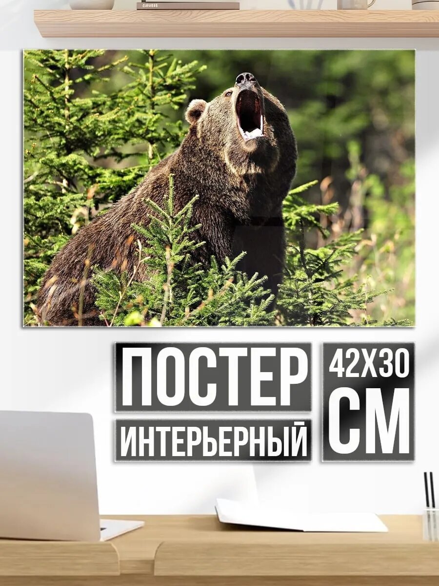 Плакат постер Медведь в лесу