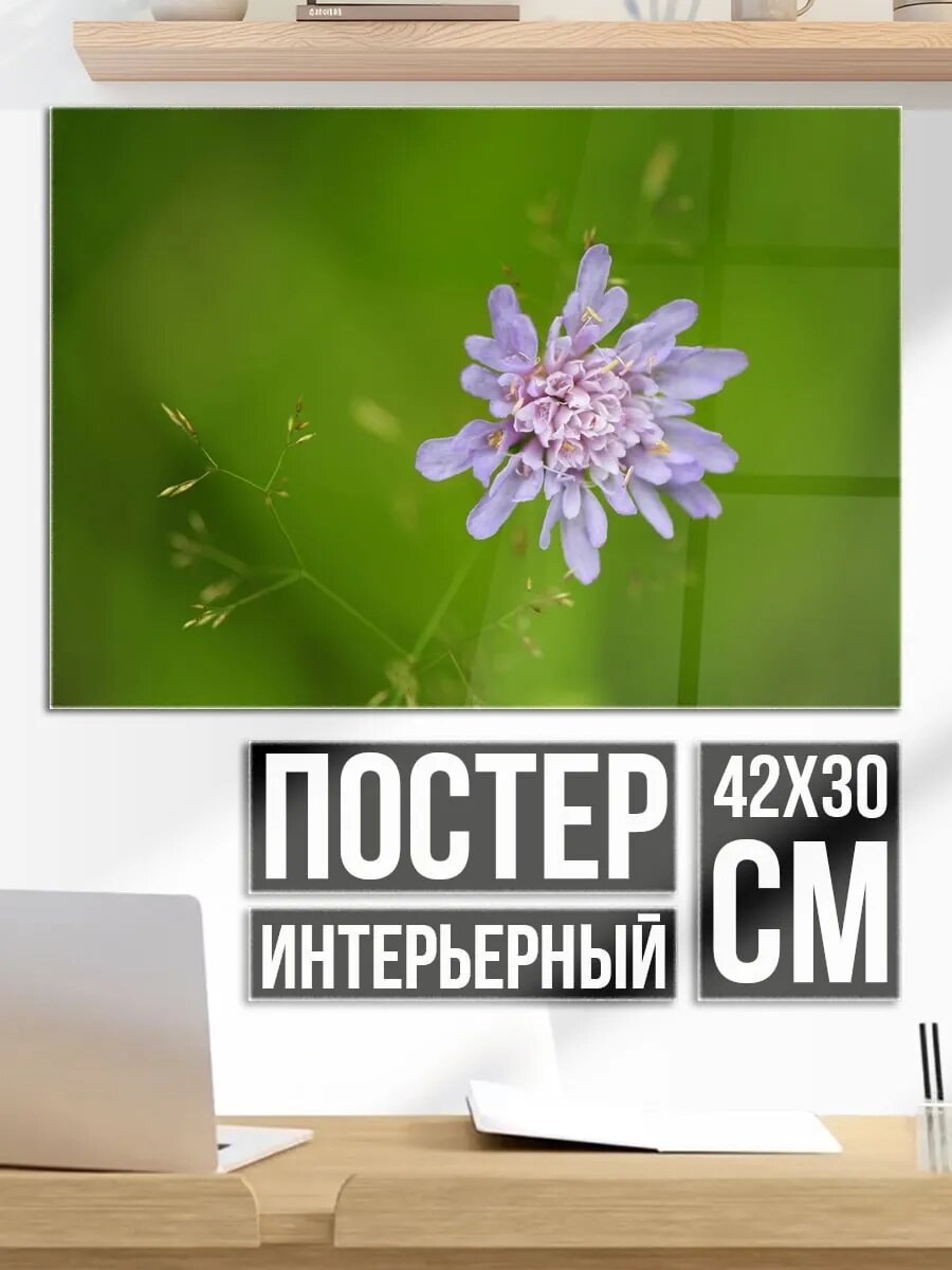 Плакат постер Сиреневый цветок