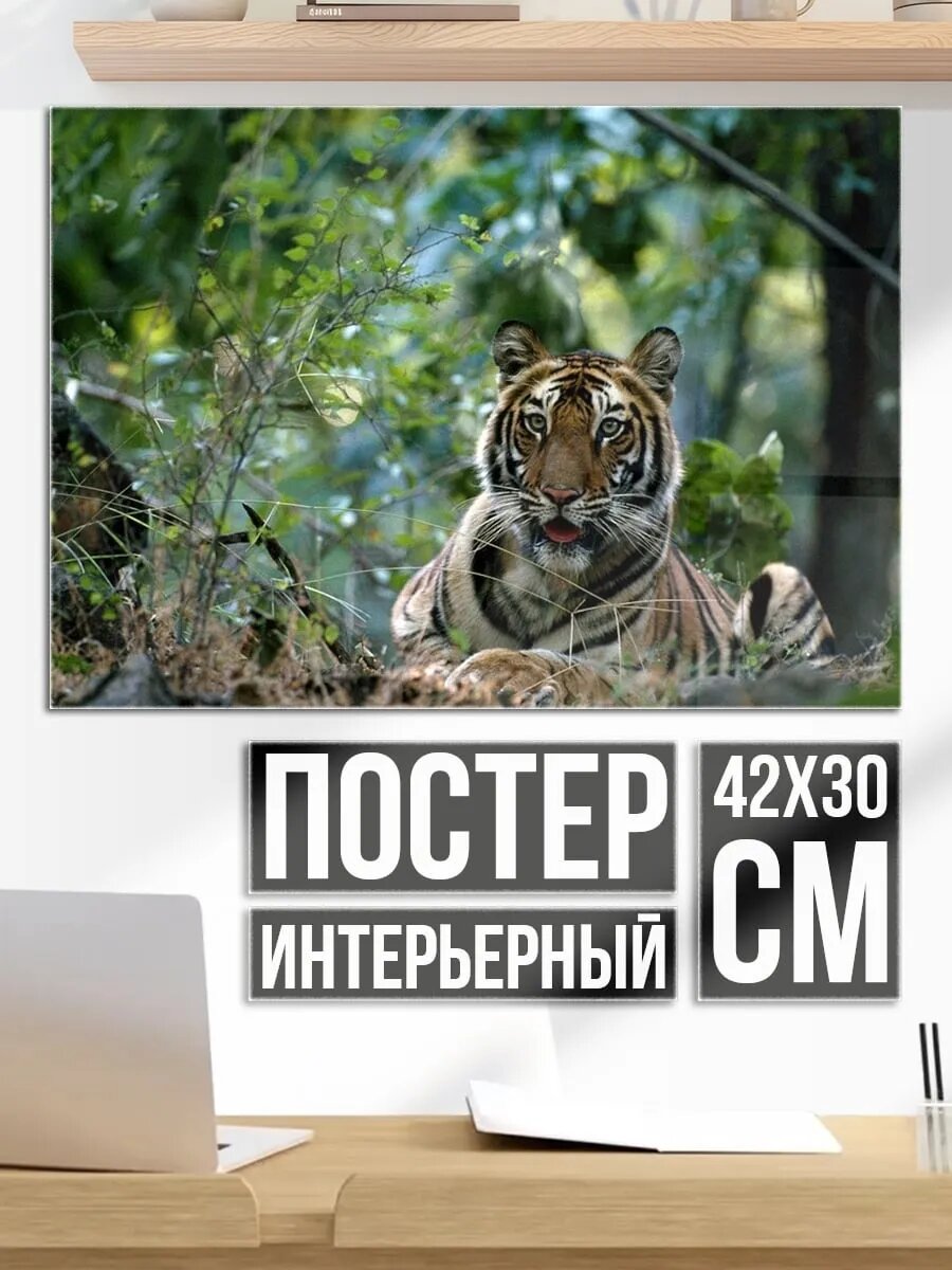 Плакат постер Тигр в лесу