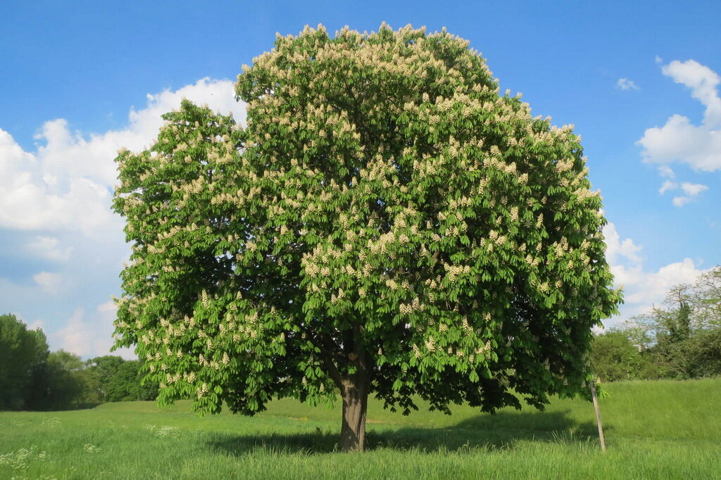 Каштан конский (Aesculus hippocastanum), 200-220, С60