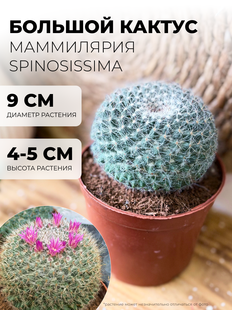 Кактус Маммилярия Колючейшая Spinosissima, живое растение 1 шт.