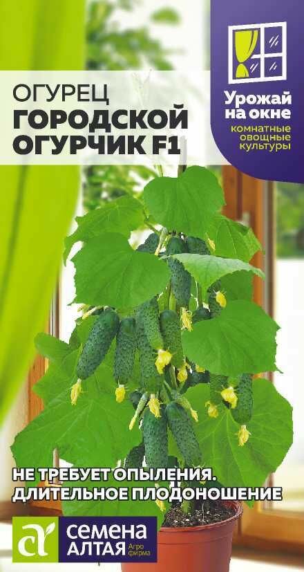 Семена Огурец Городской Огурчик F1/Семена Алтая/цп 5 шт. семян урожай на окне! семена огурца огурец для дома урожай на окне