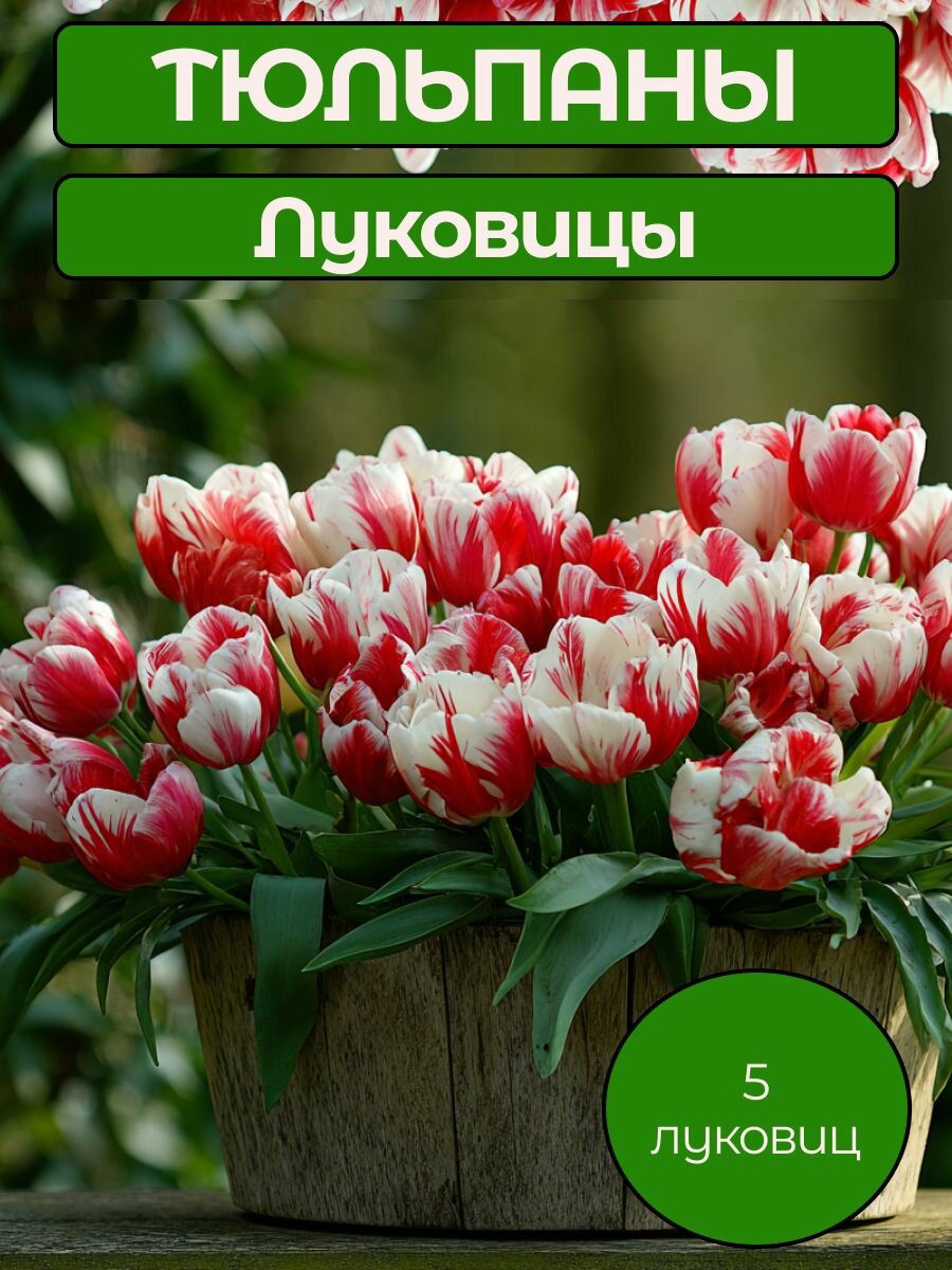 Тюльпаны луковицы 5 шт