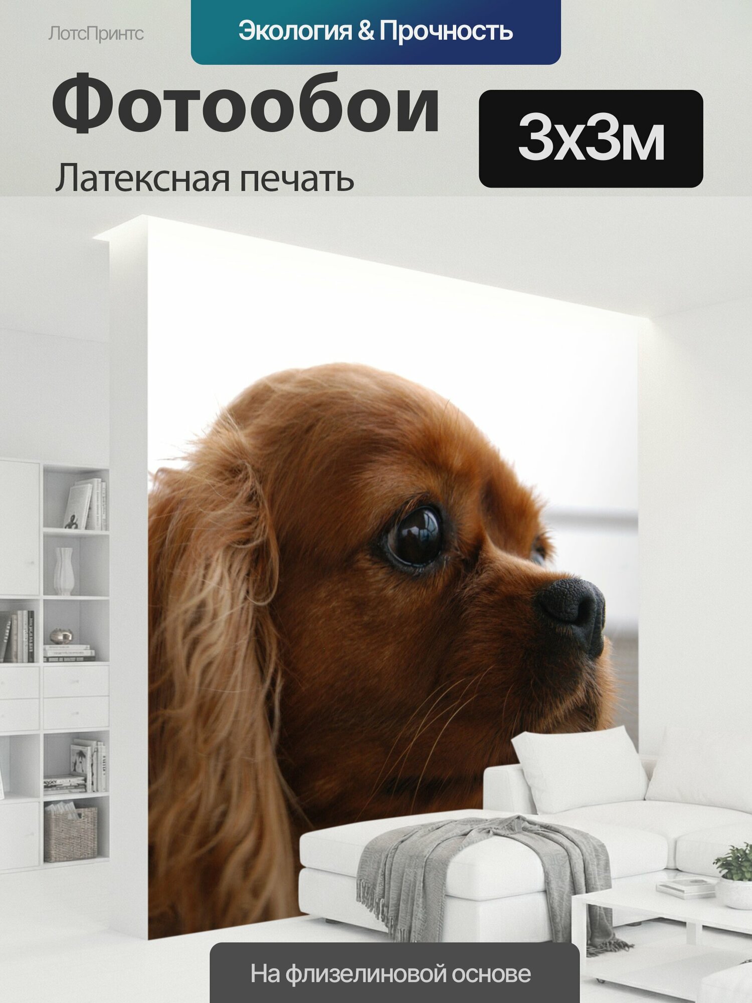 Фотообои моющиеся ударопрочные "Кавалер кинг чарльз, голова собаки, спаниель" 300x300 см. латексная печать