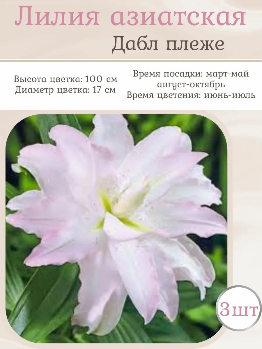 Луковицы лилии многолетние, новые популярные сорта 3 штуки