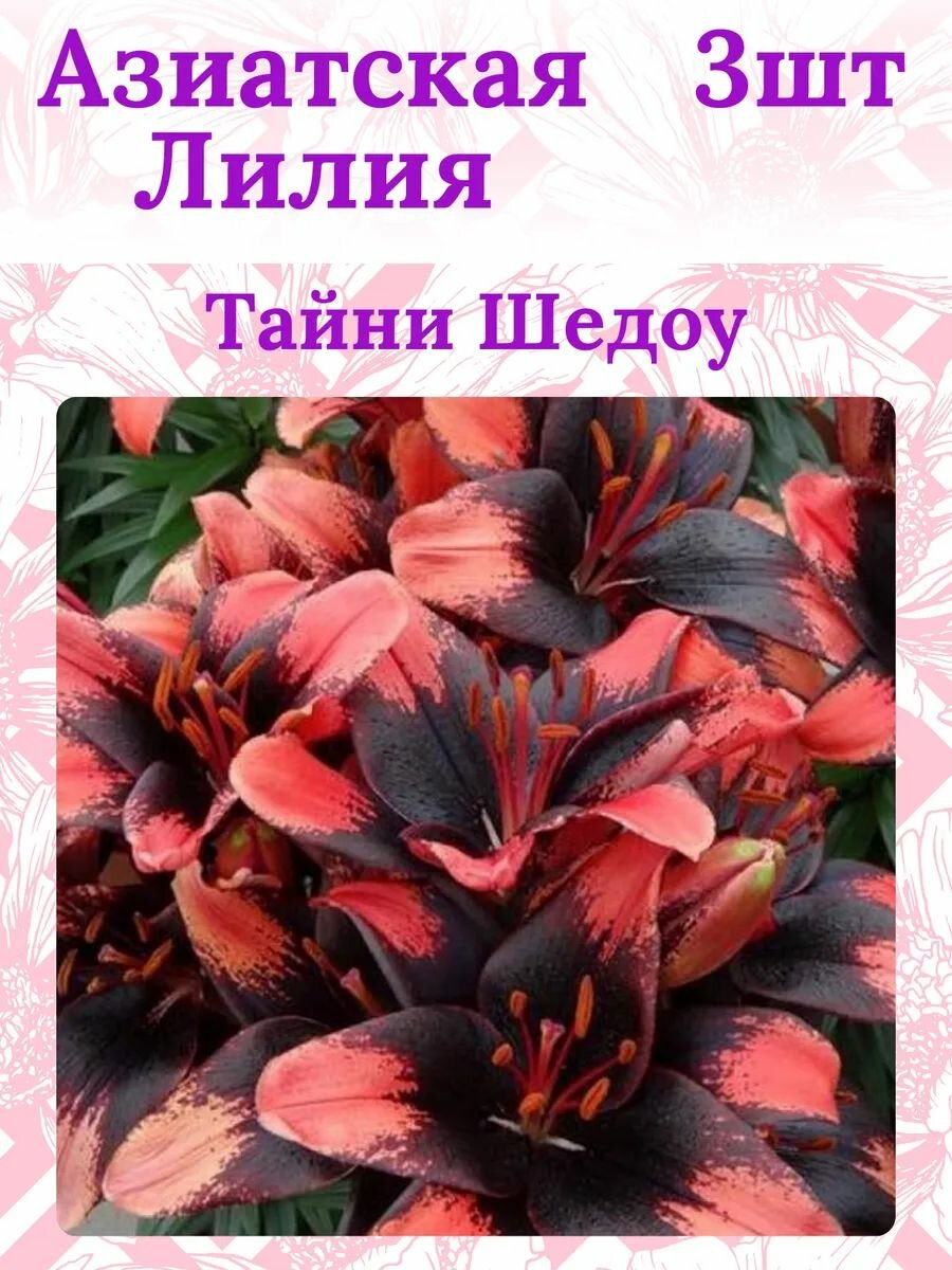 Луковицы лилии многолетние, новые популярные сорта 3 штуки