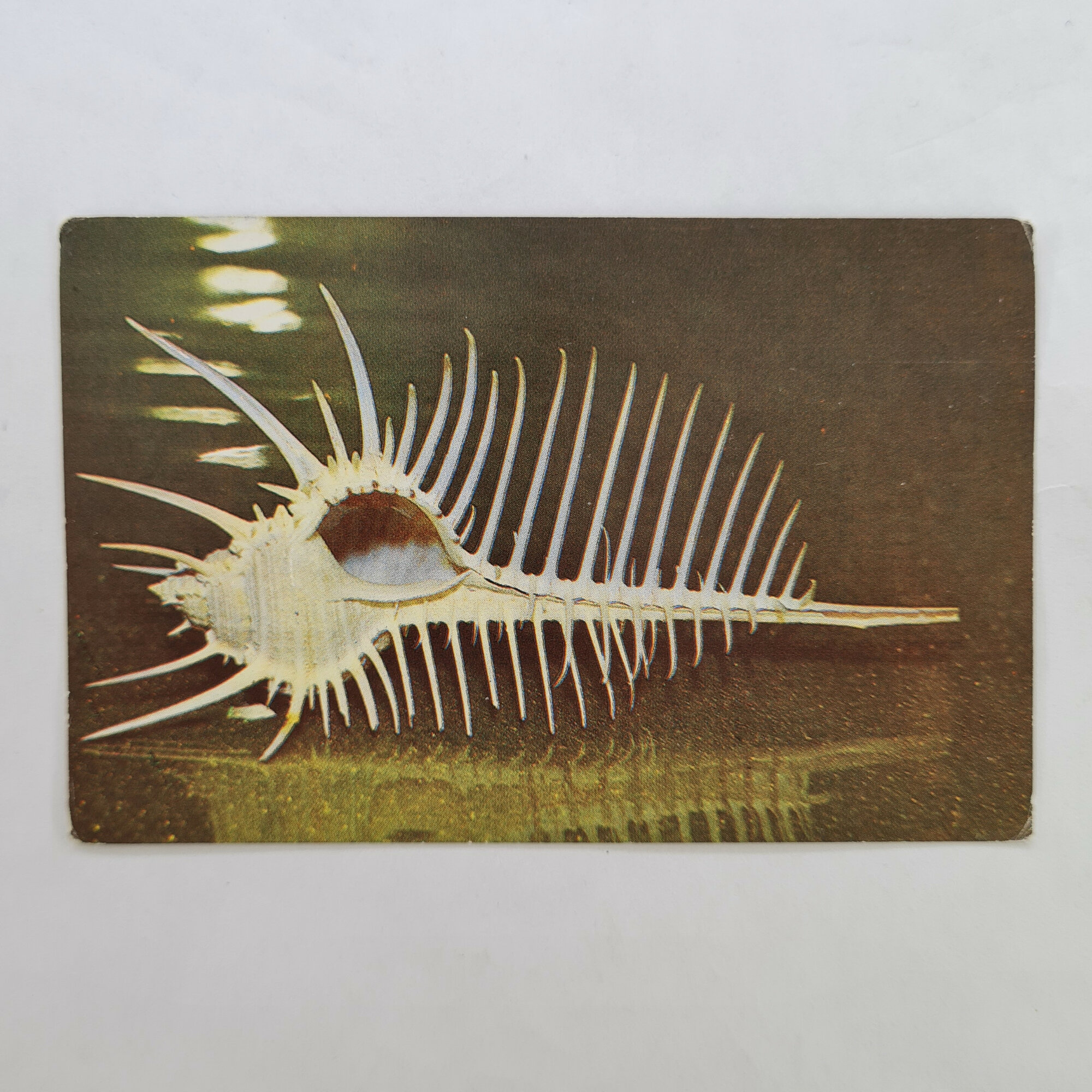 Карманный календарик СССР 1990. Ракушка Murex pecten, морская тематика. Советский календарь